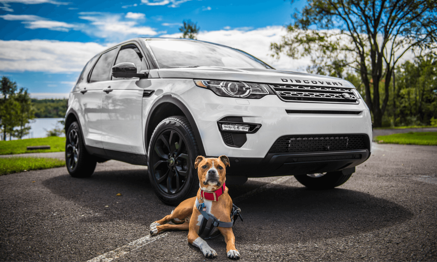 Die besten Autos für Hundebesitzer: unsere Favoriten in der Übersicht ...
