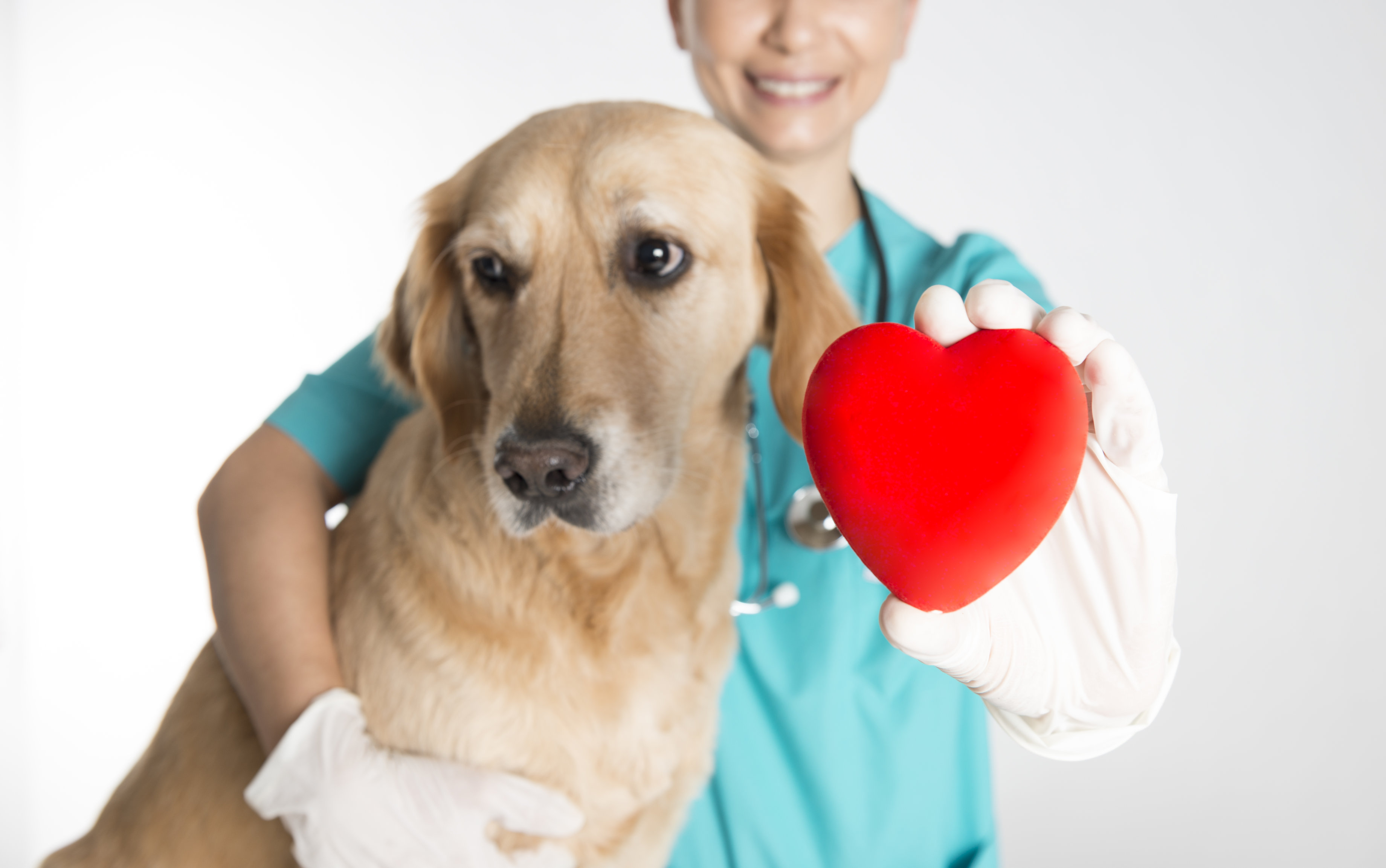 CPR for dogs: the step-by-step guide on how to save a life