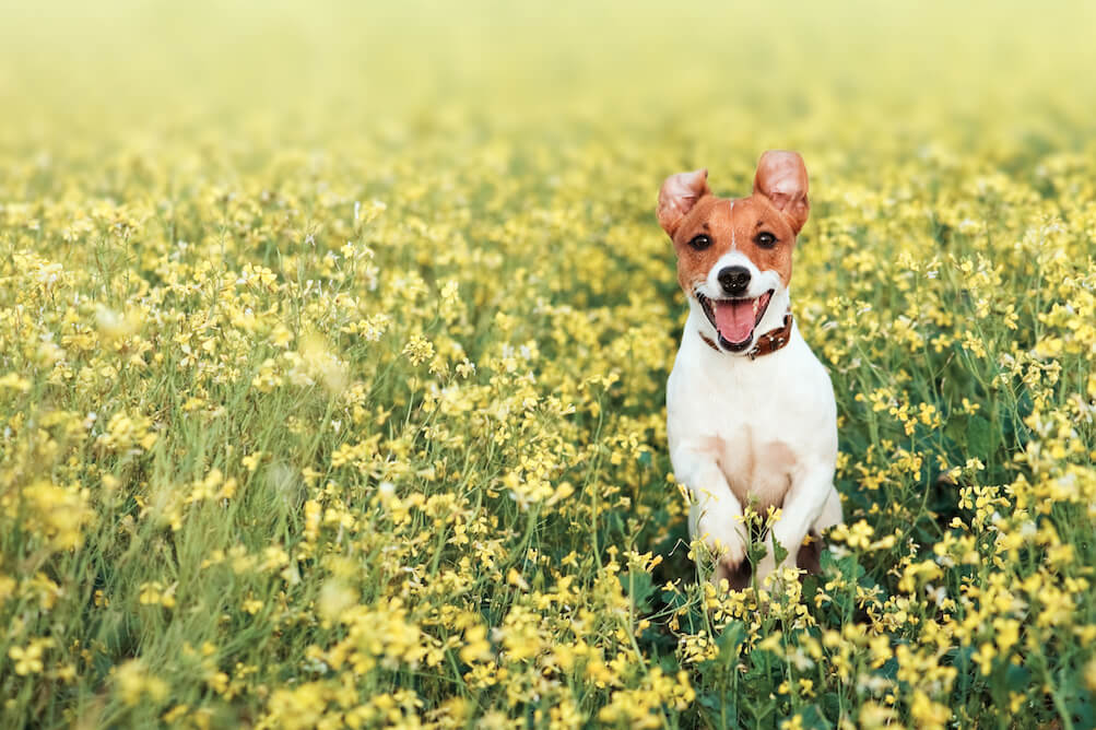 Dog hay fever: what you need to know to help your pet