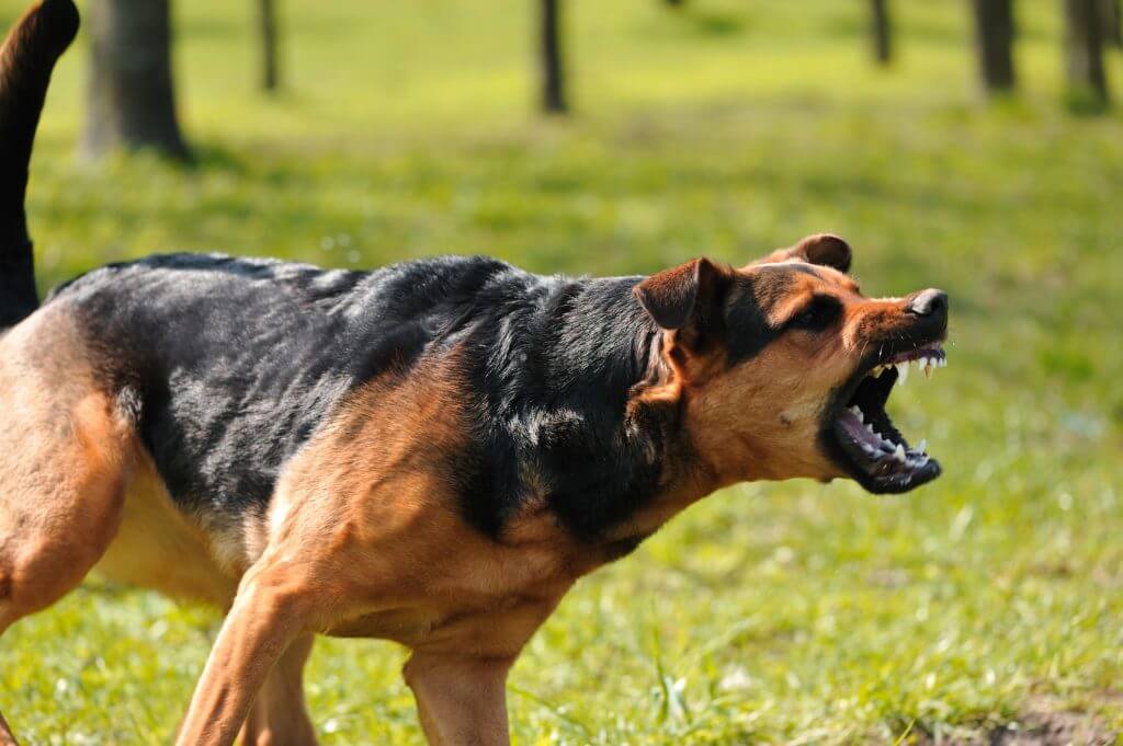 Do you understand your dog? 7 tips on reading a dog's body language