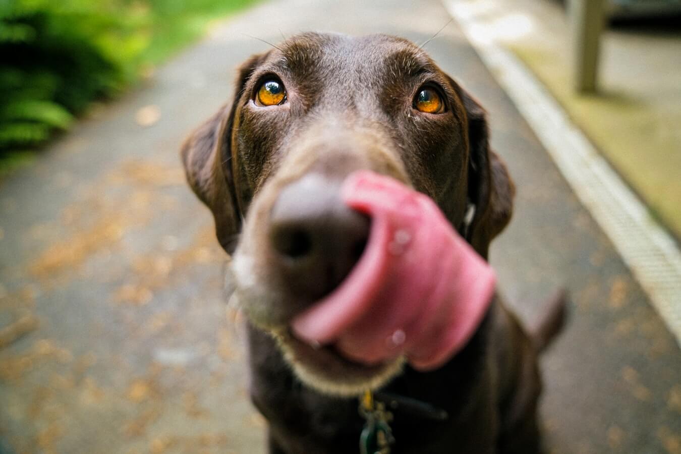 Do You Have What It Takes To Be A Responsible Dog Owner?