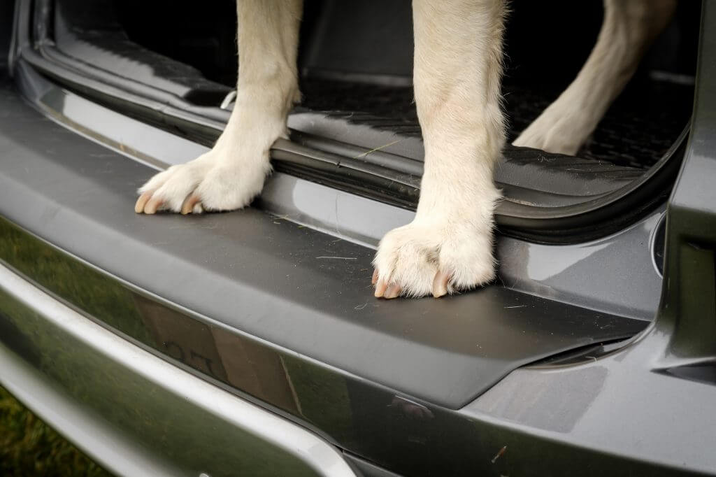 Tired of mud and paw prints? 3 easy ways to dog proof your car