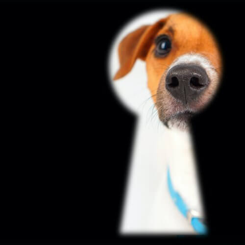 Dog theft is on the rise: 7 steps to keep your dog safe