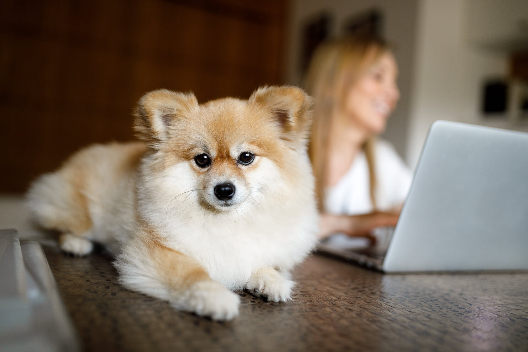 5 tips for new dog owners to prepare for life after the dog boom