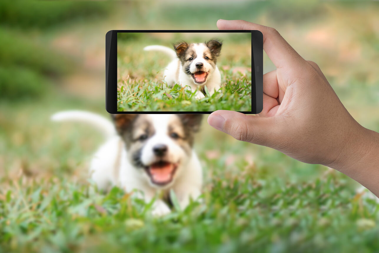 10 tips for taking great outdoor adventure photos of your dog