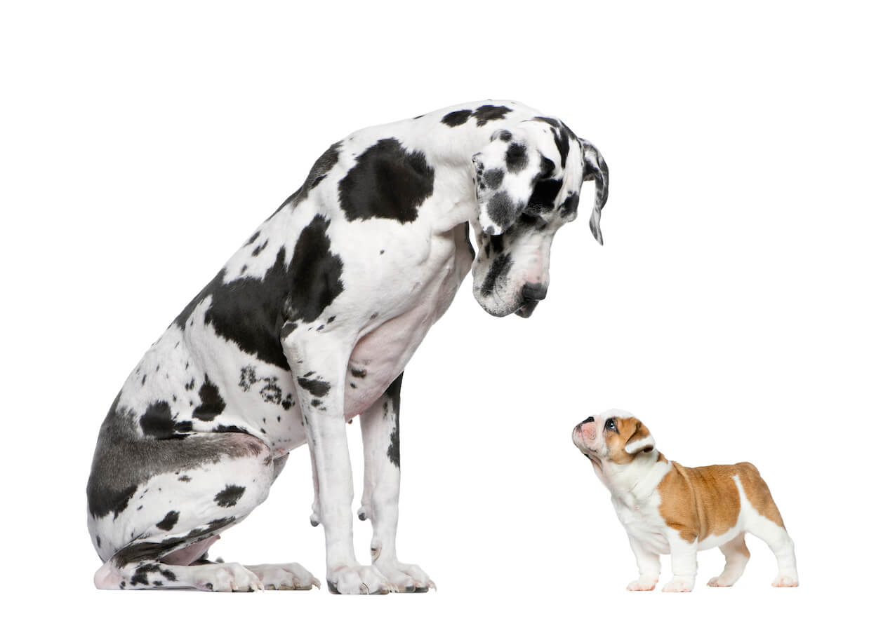 Selecting the perfect dog breed for your family: size matters