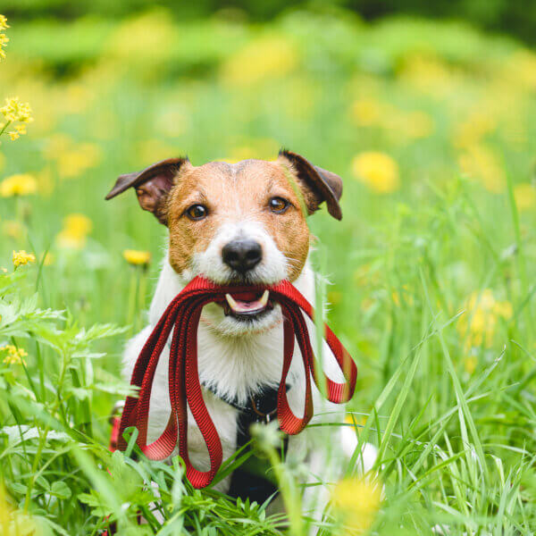 Dog grooming: tips to make spring cleaning your dog easier