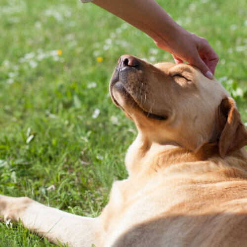 Sun protection for dogs: 5 steps you can take to shield your dog