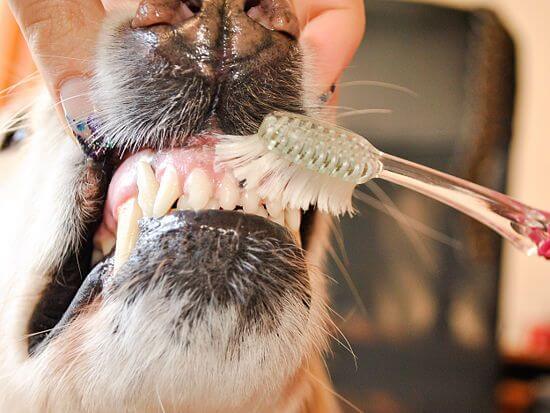 Keeping Gnasher’s gnashers in great shape - Travall Blog Website