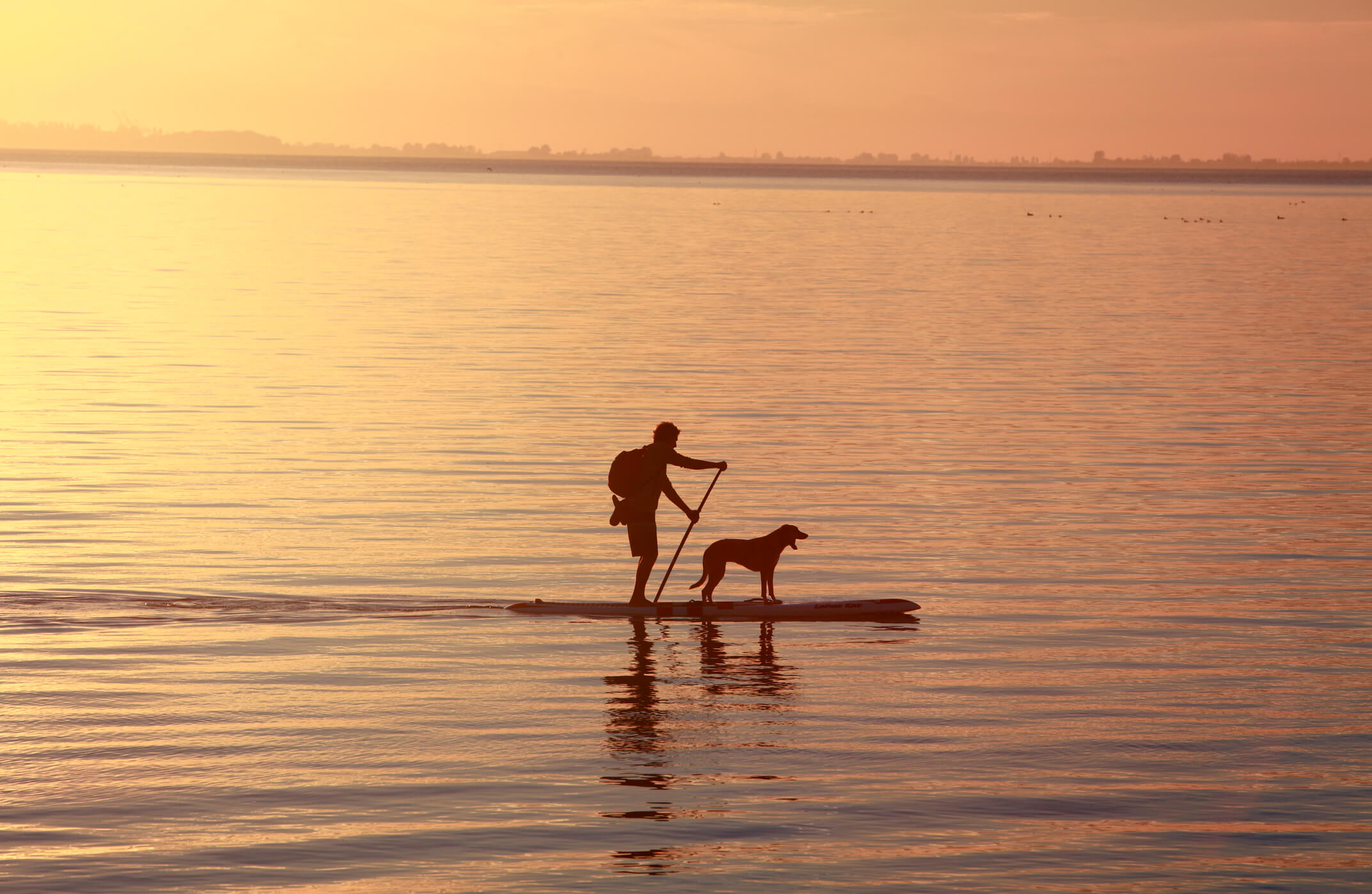 Winter: the best time to start stand up paddle boarding with dogs
