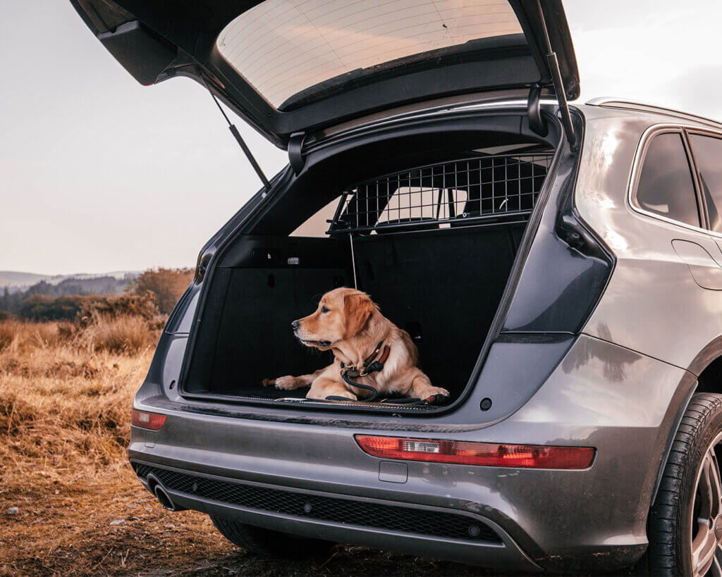 How to dog proof your car: a step-by-step guide