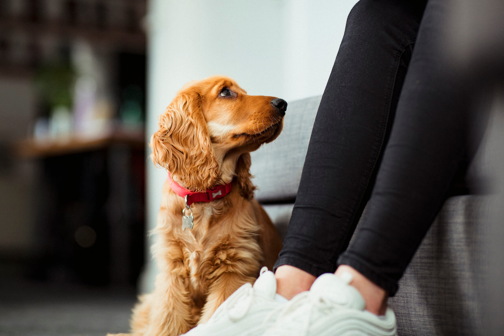 Life with dogs: 10 things I've learned as a pet parent