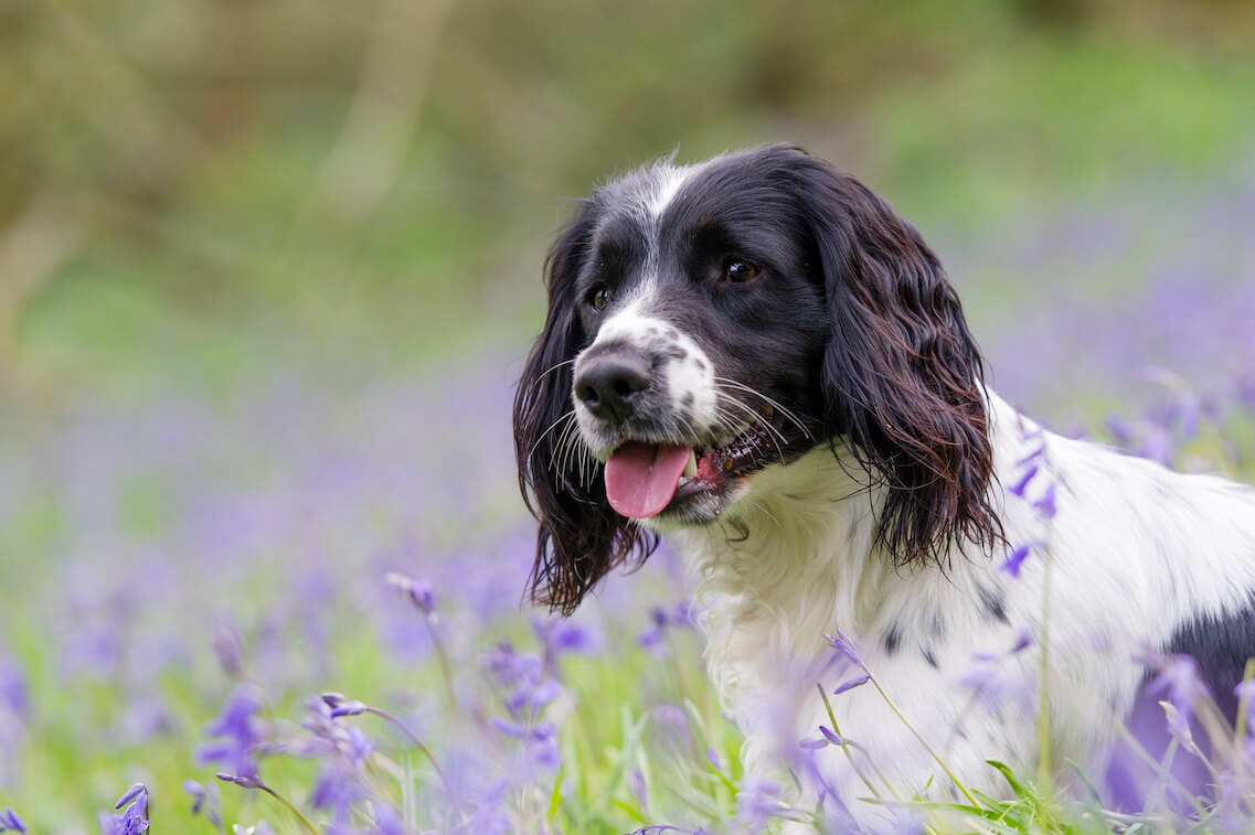 Signs of spring allergies in dogs that go beyond a sneeze