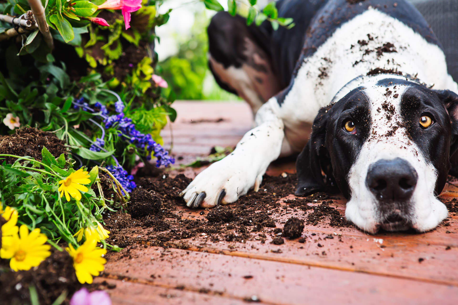 5 backyard hazards for dogs to avoid this summer