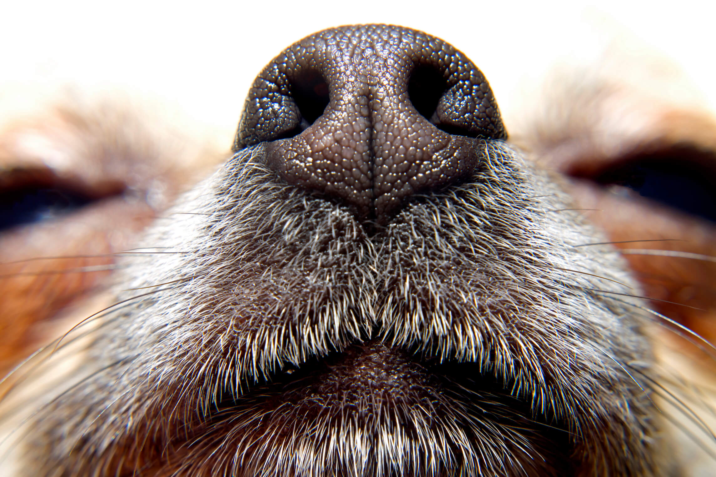 12 remarkable facts about dogs every pet parent should know